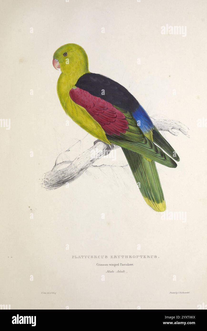 Diverse avian family hi-res stock photography and images - Alamy