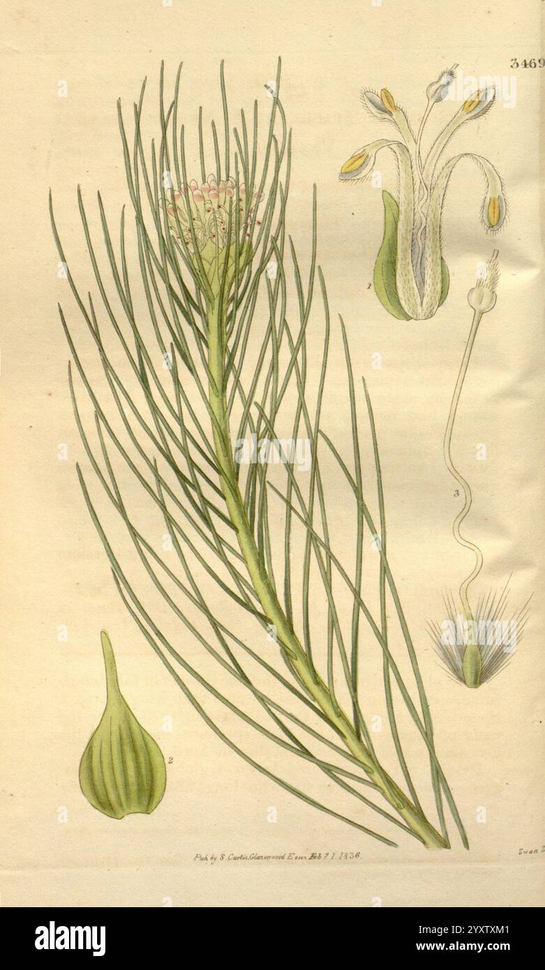 Pollen producing structures hi-res stock photography and images - Alamy