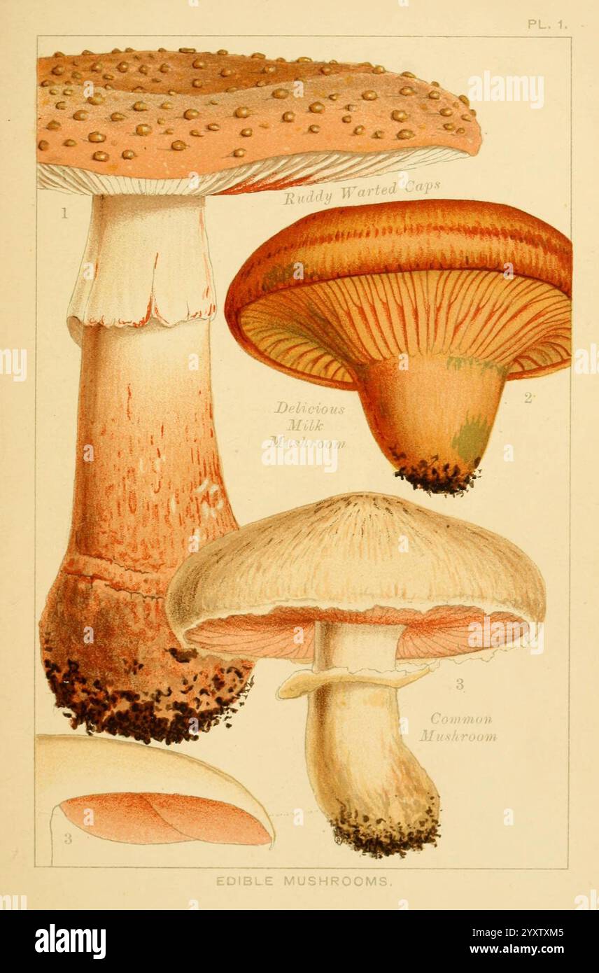 Distinctly labeled hi-res stock photography and images - Alamy