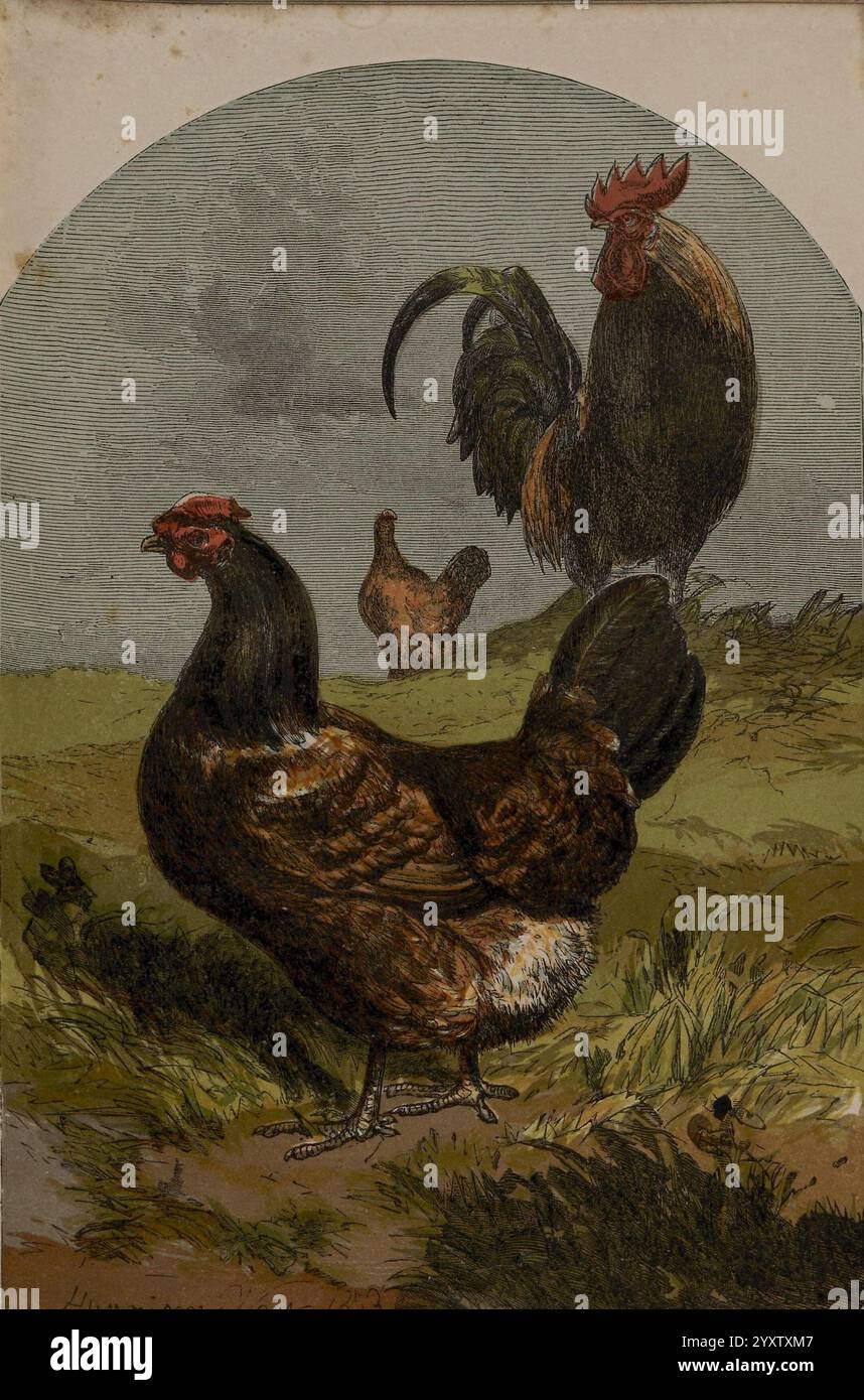 Two chickens prominently displayed hi-res stock photography and images ...