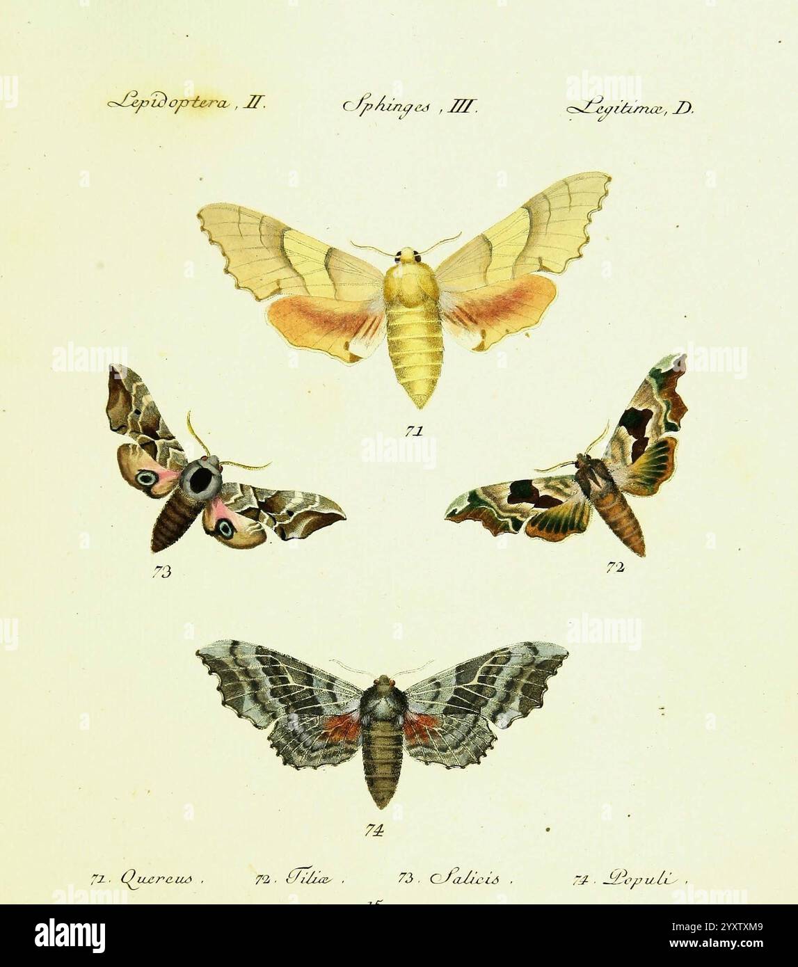 Prominent sphinx moth hi-res stock photography and images - Alamy