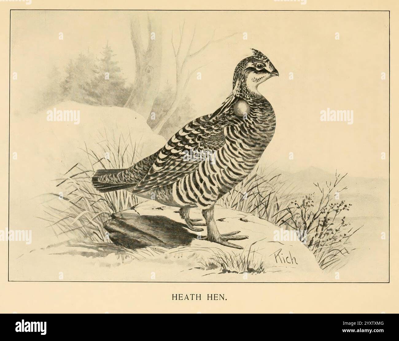 Now extinct subspecies hi-res stock photography and images - Alamy