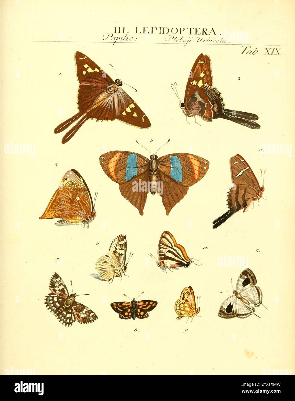 1776 crustacea insects pictorial hi-res stock photography and images ...