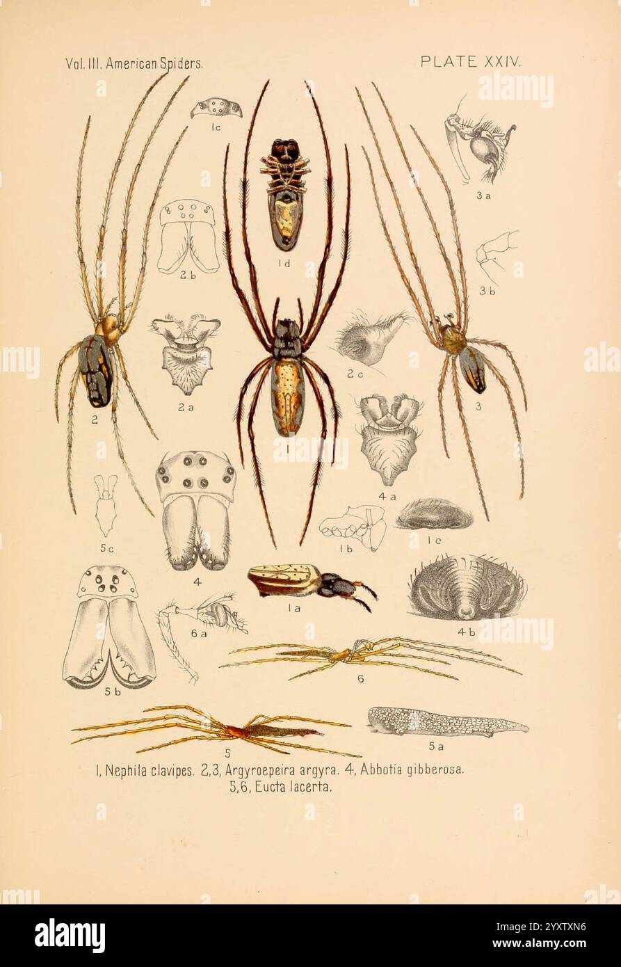American, spiders, and, their, spinning, work, V, 3, Academy, of ...