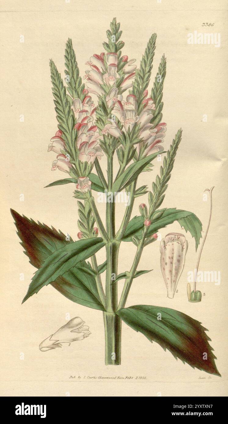 Dense cluster of white blossoms hi-res stock photography and images - Alamy