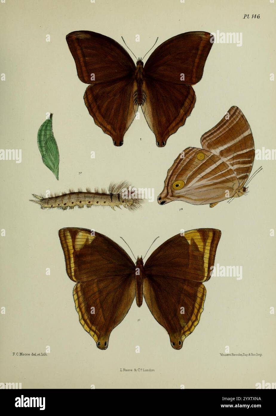 Chrysalis showcases hi-res stock photography and images - Alamy