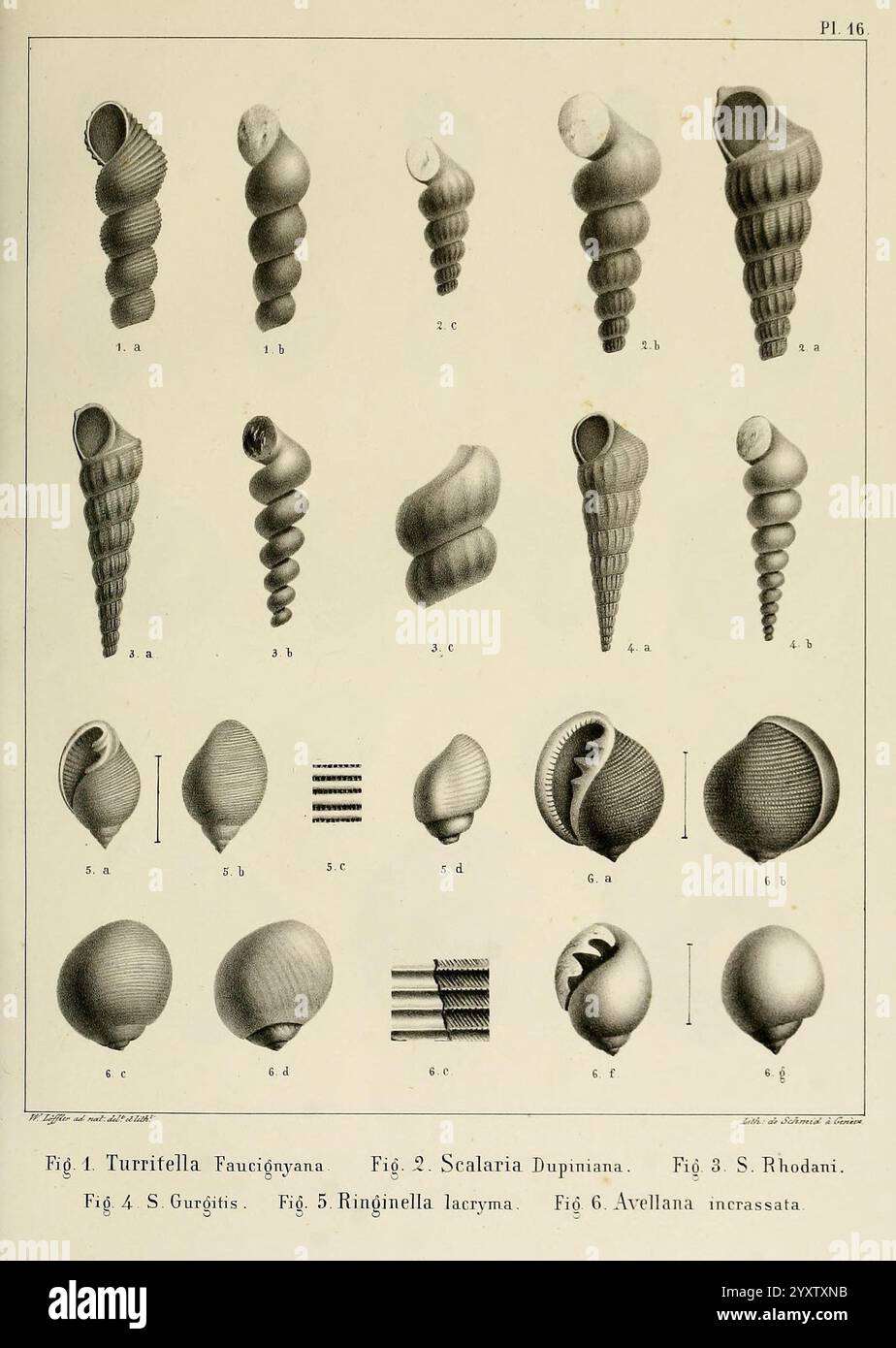 Description Des Mollusques Fossiles Qui Se Trouvent Dans Les
