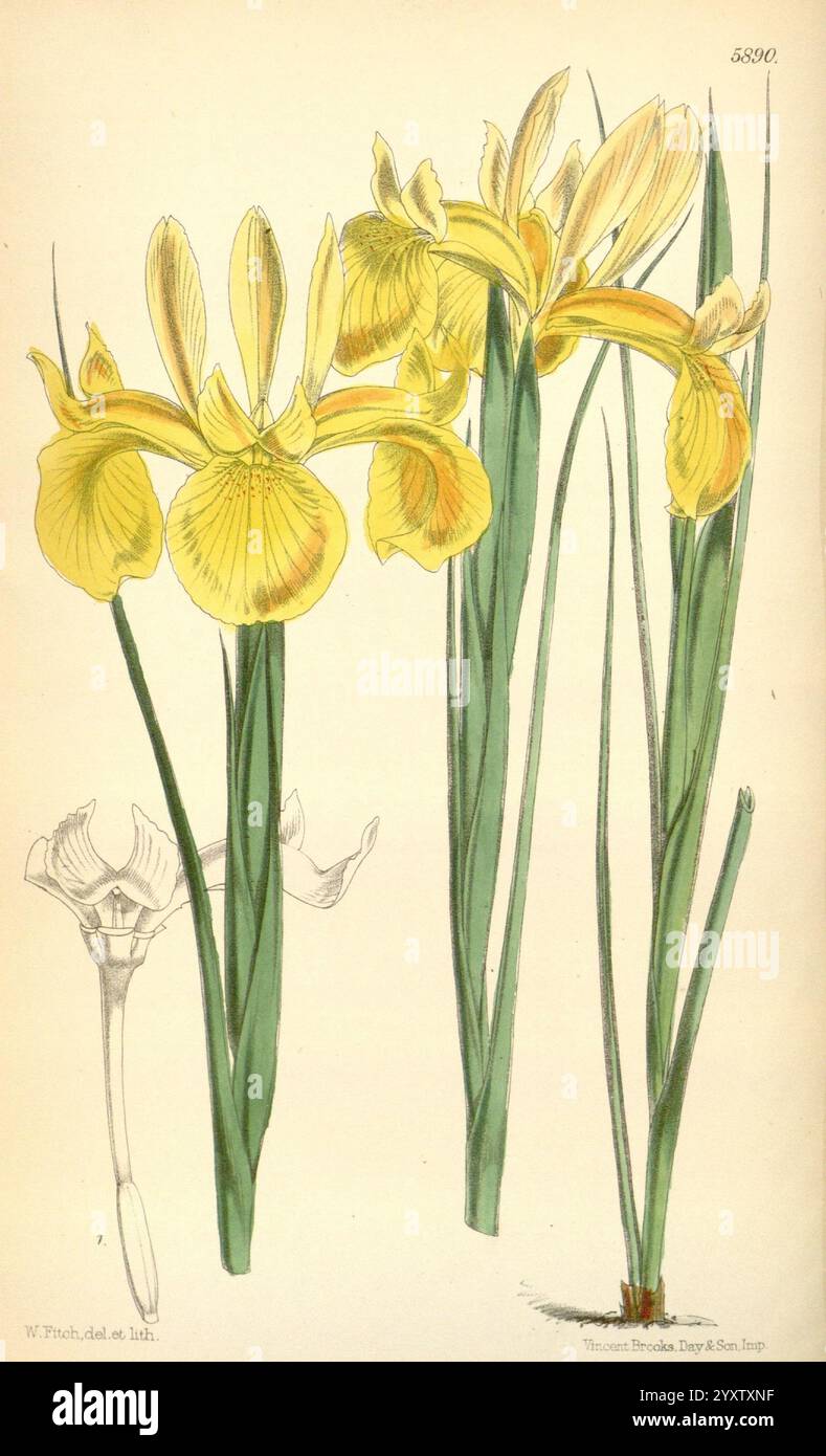 Curtis's botanical magazine, London, New York, botany, periodicals ...