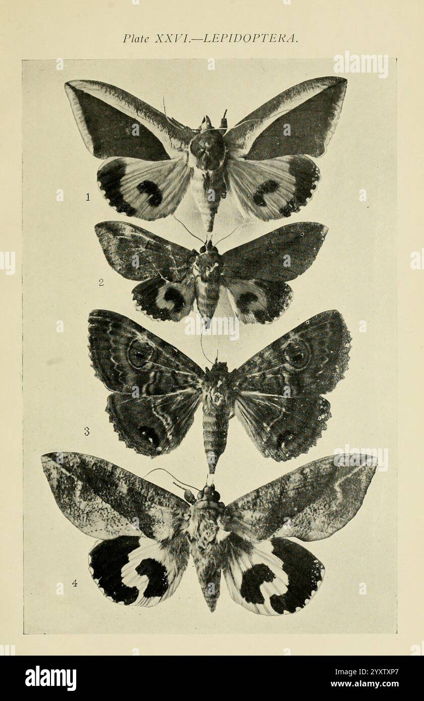 Potential evolutionary adaptation hi-res stock photography and images ...