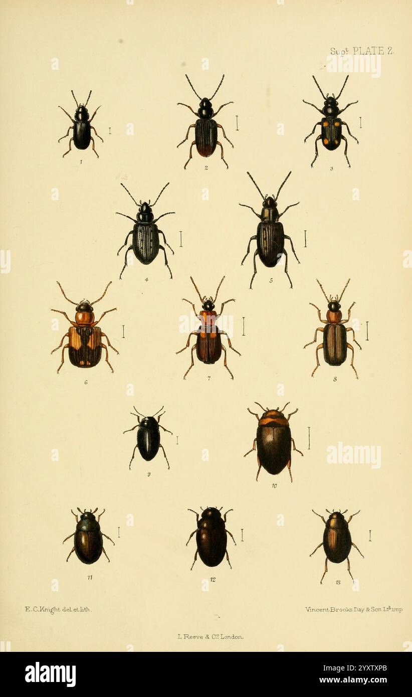 1887 1913 beetles british isles entomology coleoptera ecknight t hi-res ...