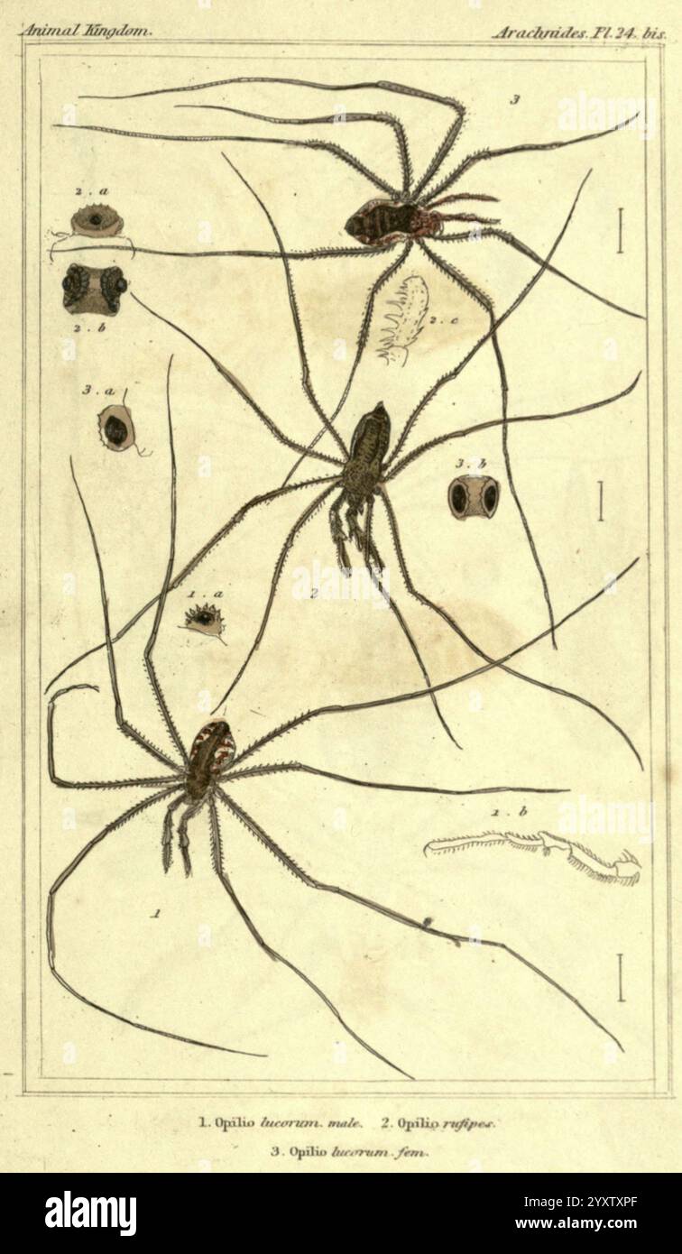 The animal kingdom, arranged according to its organization London, G ...