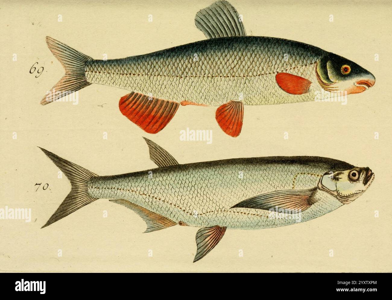 Abbildung und Beschreibung der Fische, Nürnberg, Samuel Winterschmidt ...