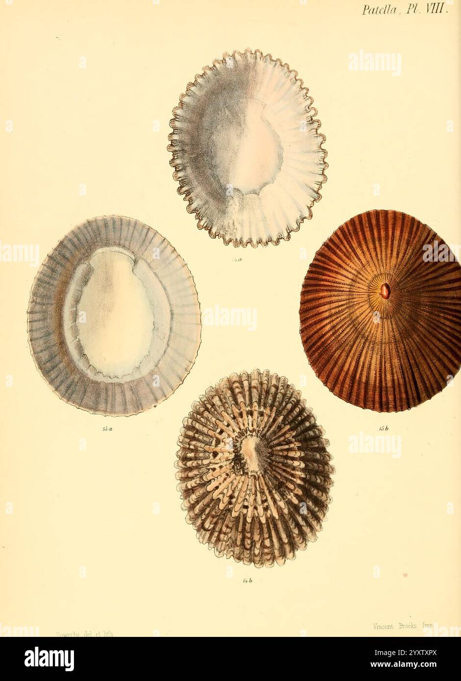 Flatter surface adorned hi-res stock photography and images - Alamy