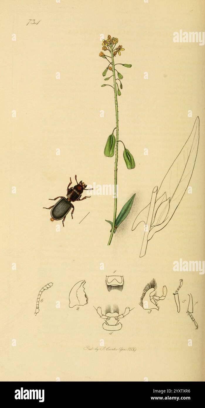 Artistic style combines precision hi-res stock photography and images ...