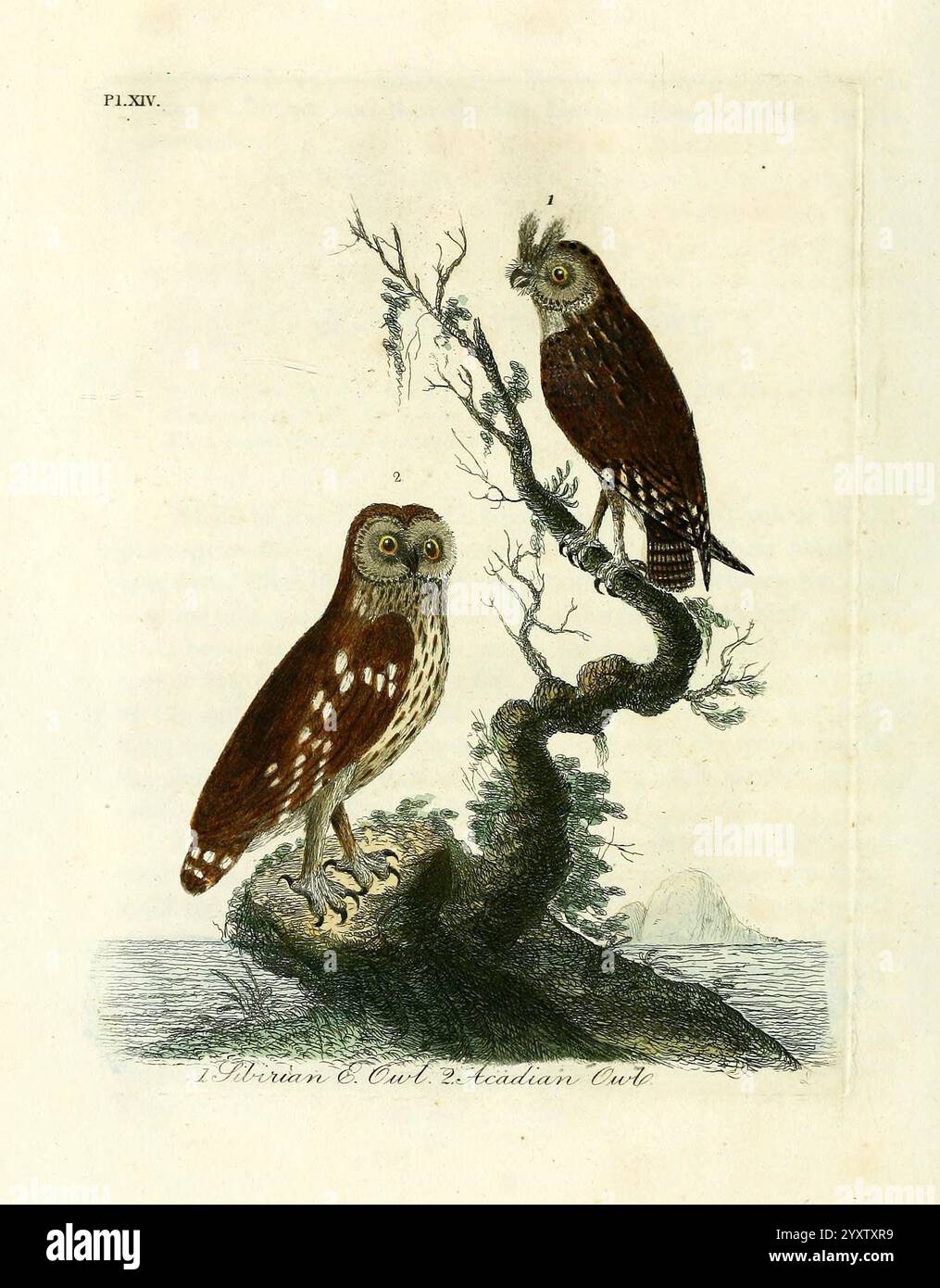 Exhibit alert postures hi-res stock photography and images - Alamy