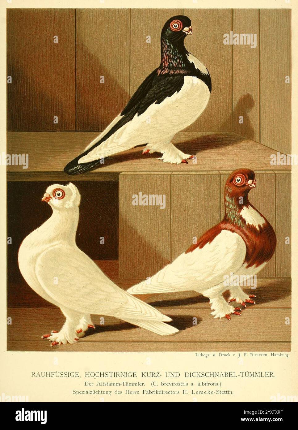 Another pigeon displays hi-res stock photography and images - Alamy