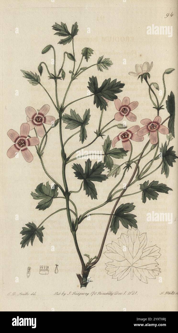 Geraniaceae, London, Printed for James Ridgway, Piccadilly, 1820-1830 ...