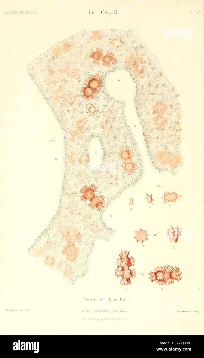 Understanding coral morphology hi-res stock photography and images - Alamy