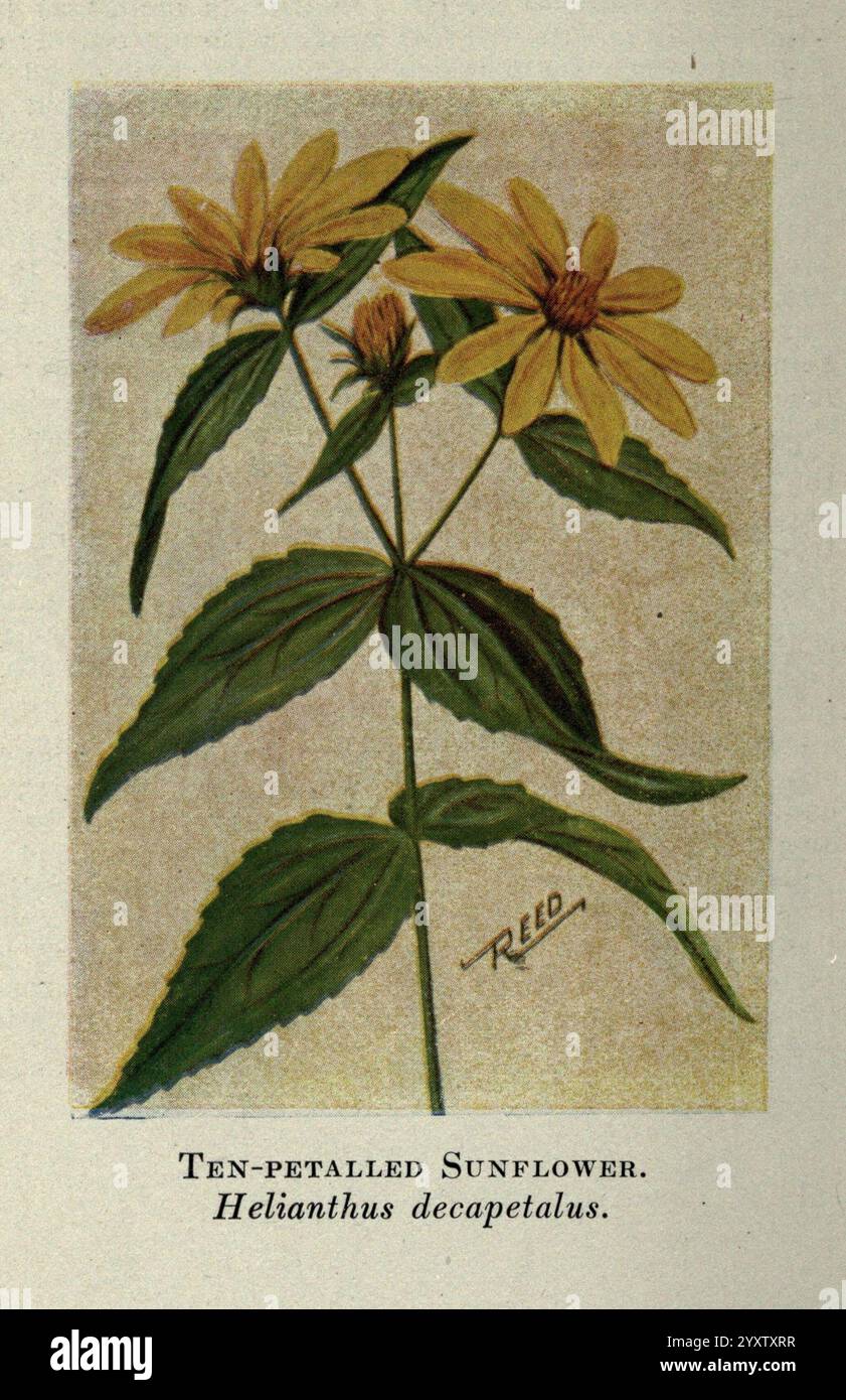 Defined venation pattern hi-res stock photography and images - Alamy