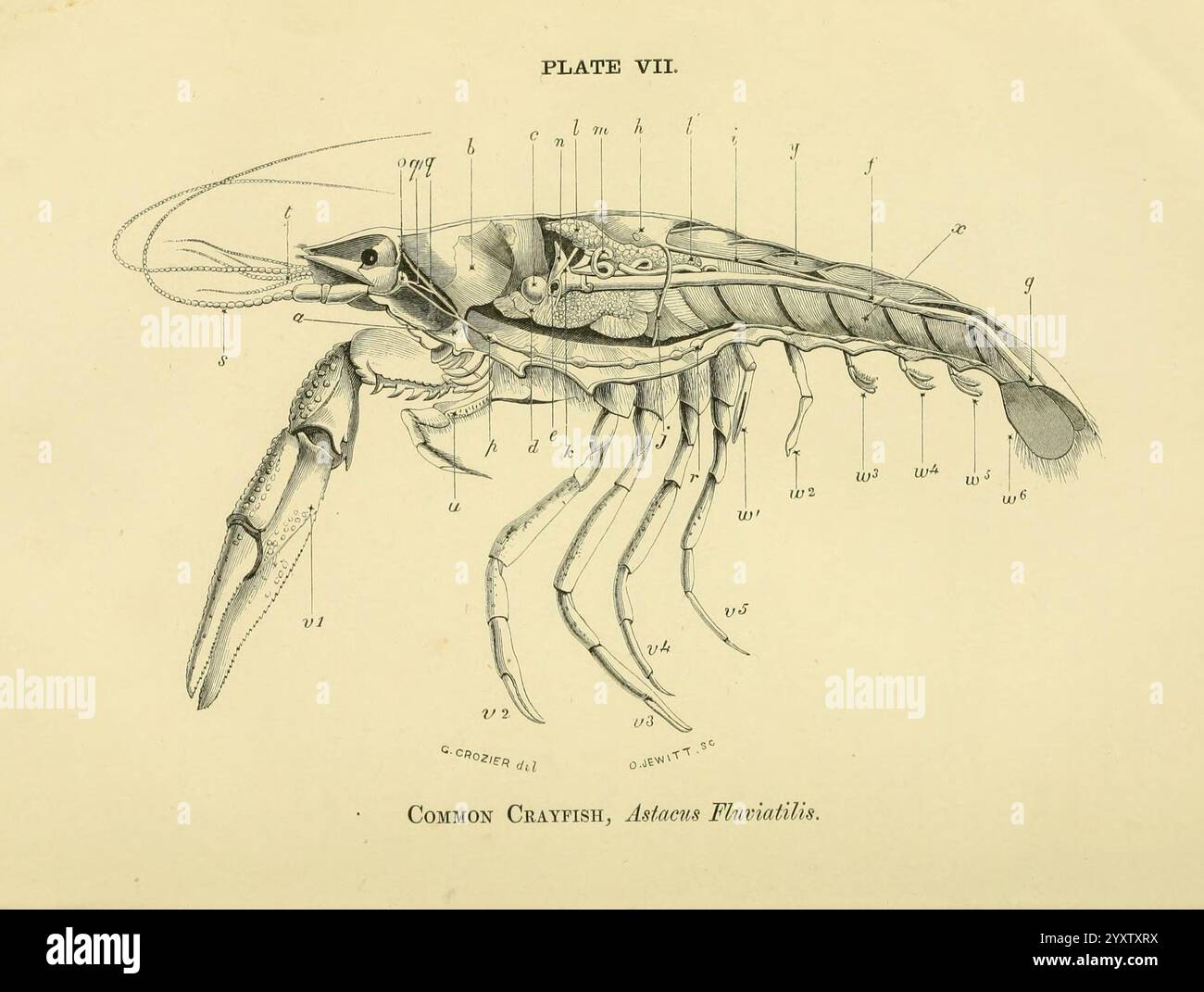 Crustaceans body structure hi-res stock photography and images - Alamy