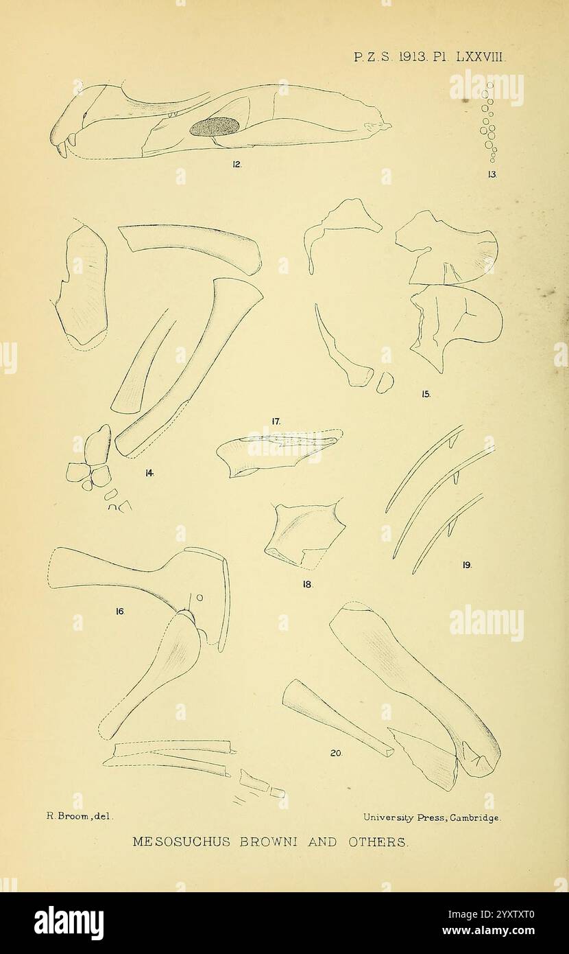 Understanding prehistoric life forms hi-res stock photography and ...