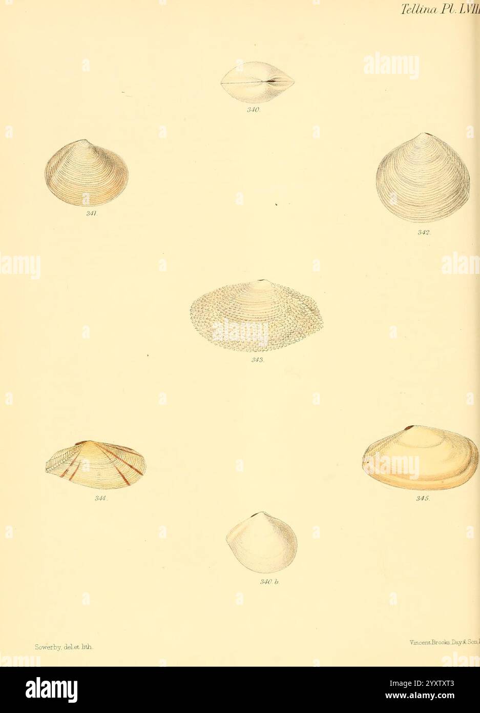 Conchologia Iconica, or Illustrations of the Shells of Molluscous ...