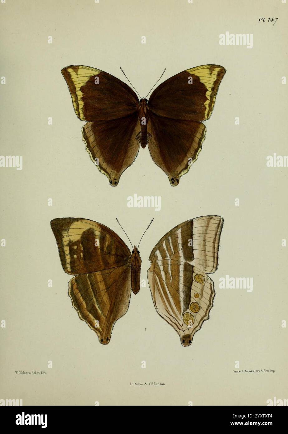 Second butterfly reveals hi-res stock photography and images - Alamy