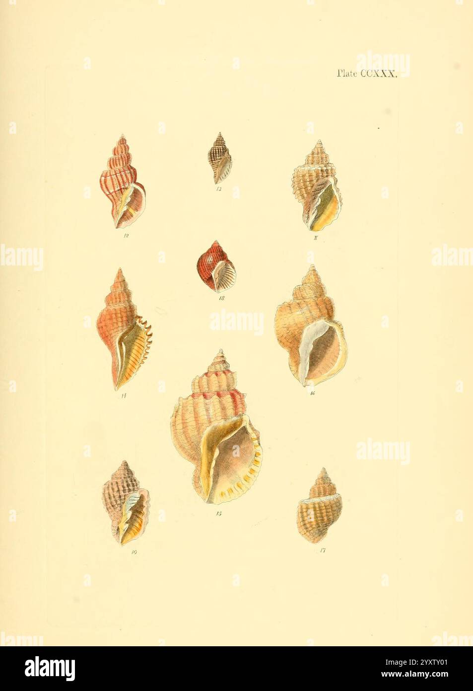 Shell displays unique color combinations hi-res stock photography and ...