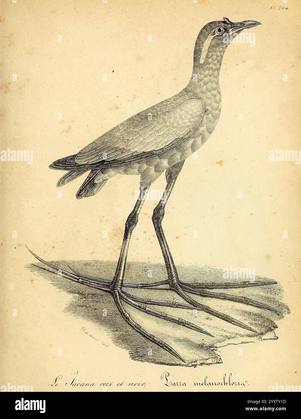 La galerie des oiseaux Paris Carpentier-Méricourt 1834 birds pictorial ...
