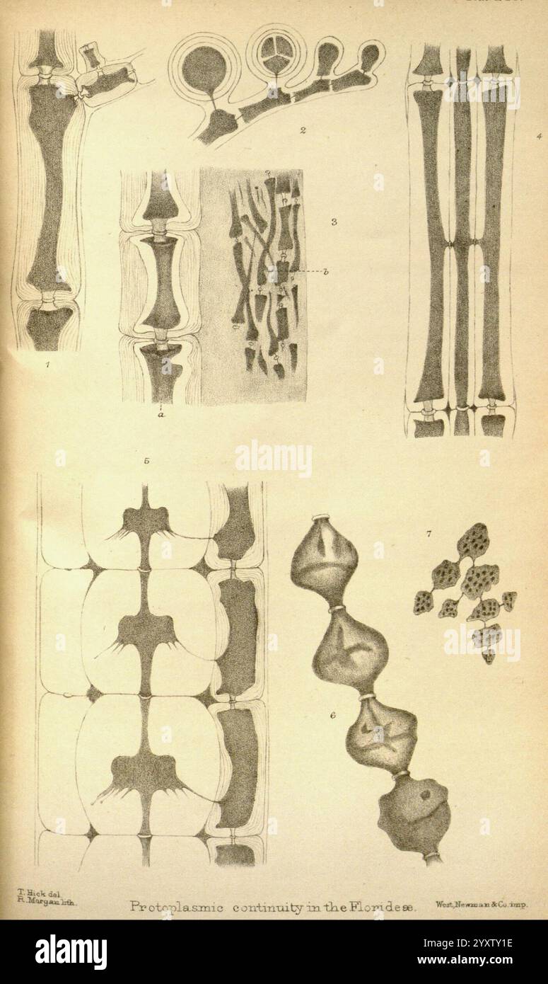 Intricate structures illustrate hi-res stock photography and images - Alamy