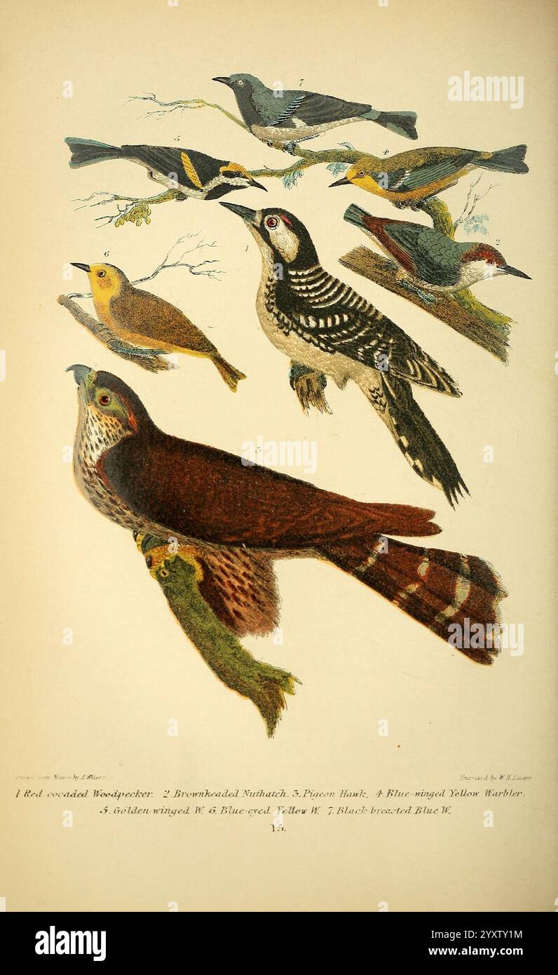American Ornithology, or The Natural History of the Birds of the United ...