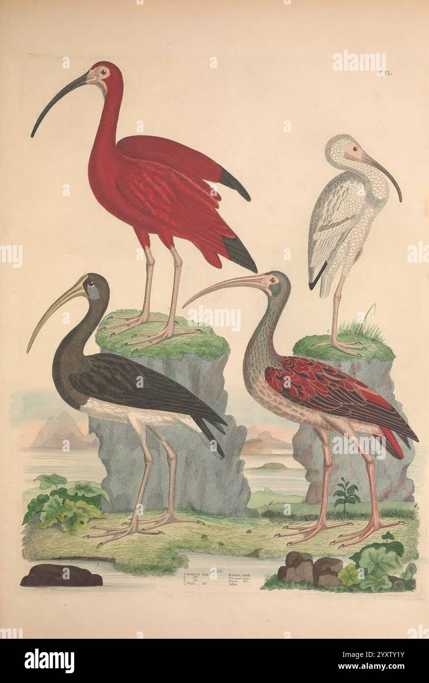 Illustrations of the American ornithology of Alexander Wilson and ...