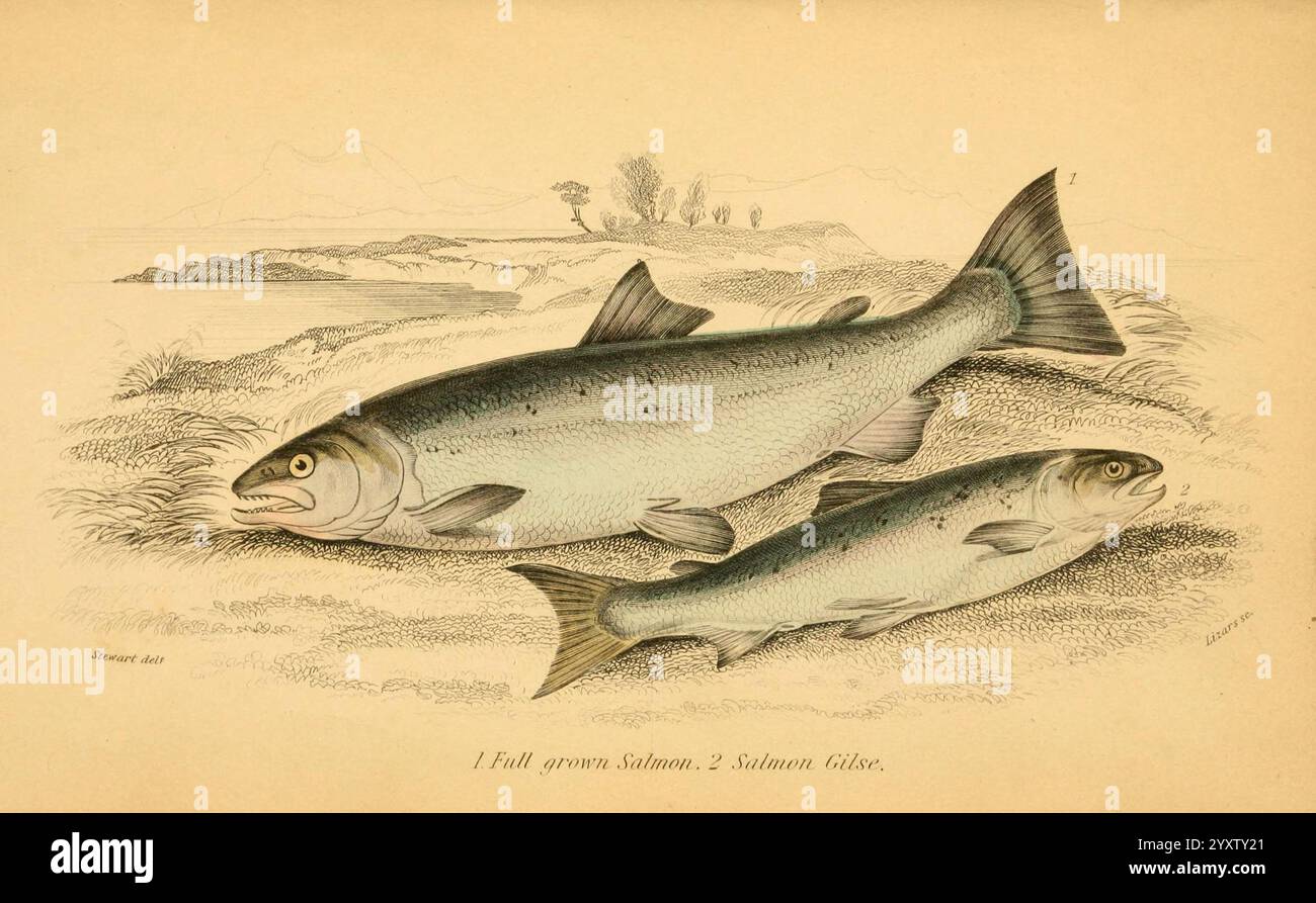 The natural history of British fishes Edinburgh, W. H. Lizars, 1843 ...