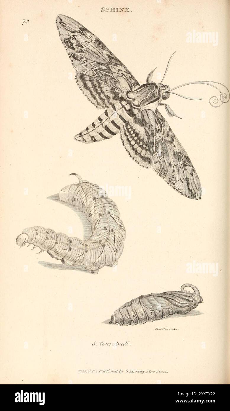 Mature moth exhibits hi-res stock photography and images - Alamy