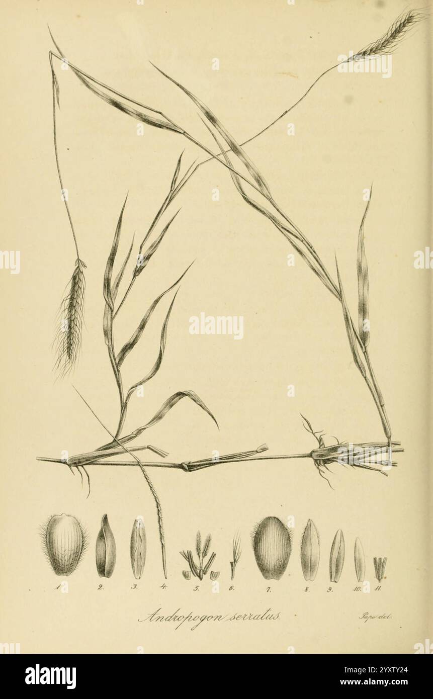 Species Graminum, Petropoli, Impensis Academiae Imperialis Scientiarum ...