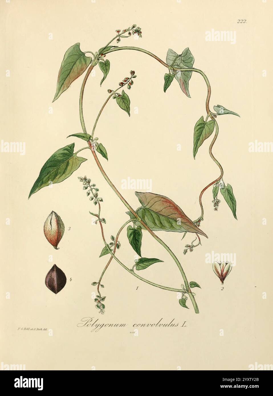 Plant species polygonum convolvulus hi-res stock photography and images ...