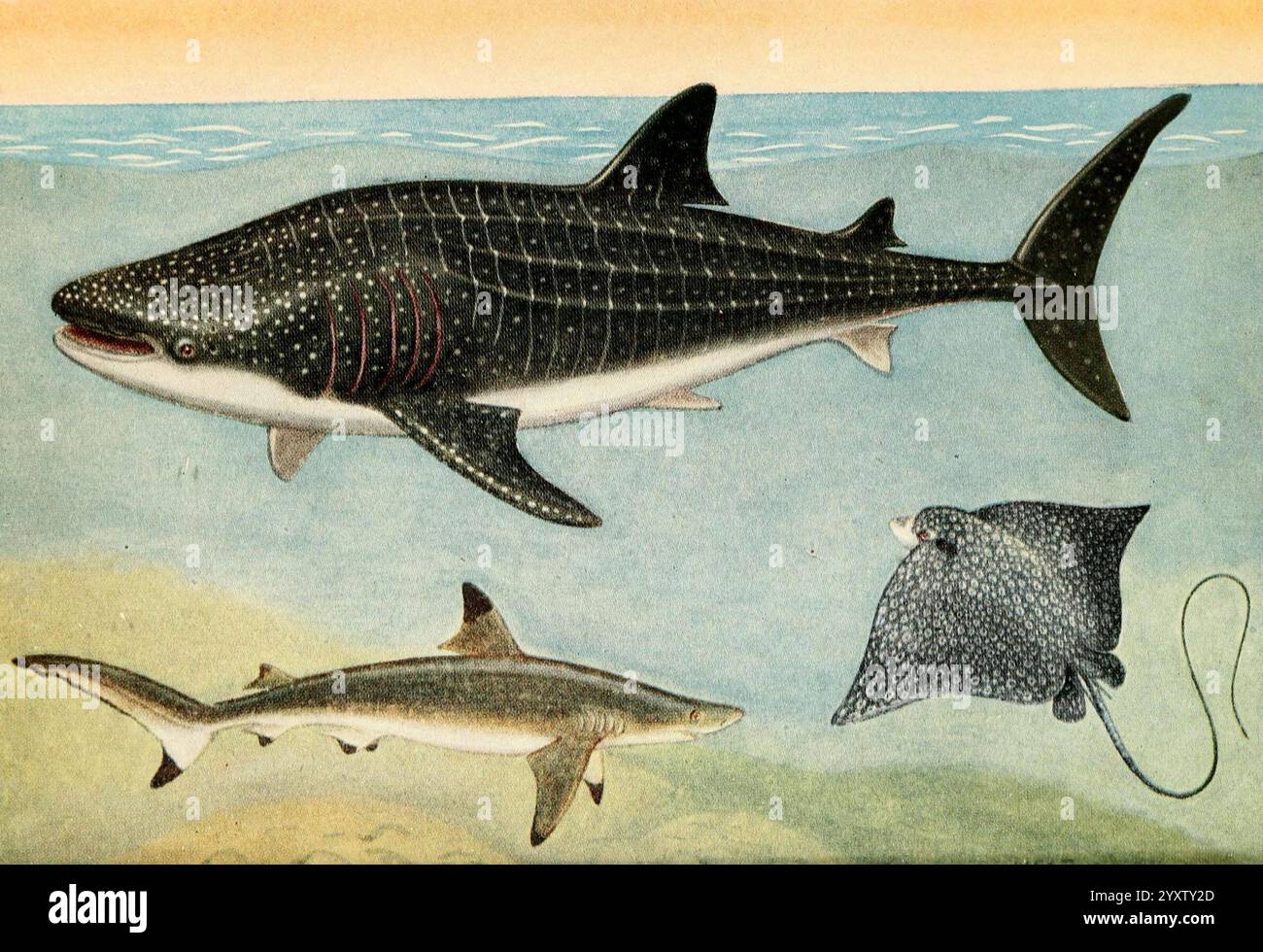 Displaying streamlined features ideal hi-res stock photography and ...