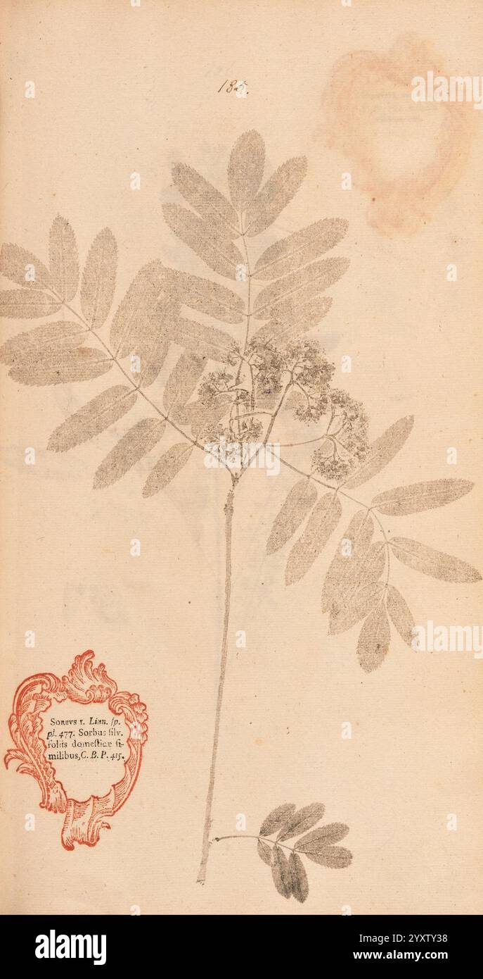 Flora Berolinensis, Berlin, Die Schule, 1757-1758. Sorbus aucuparia ...