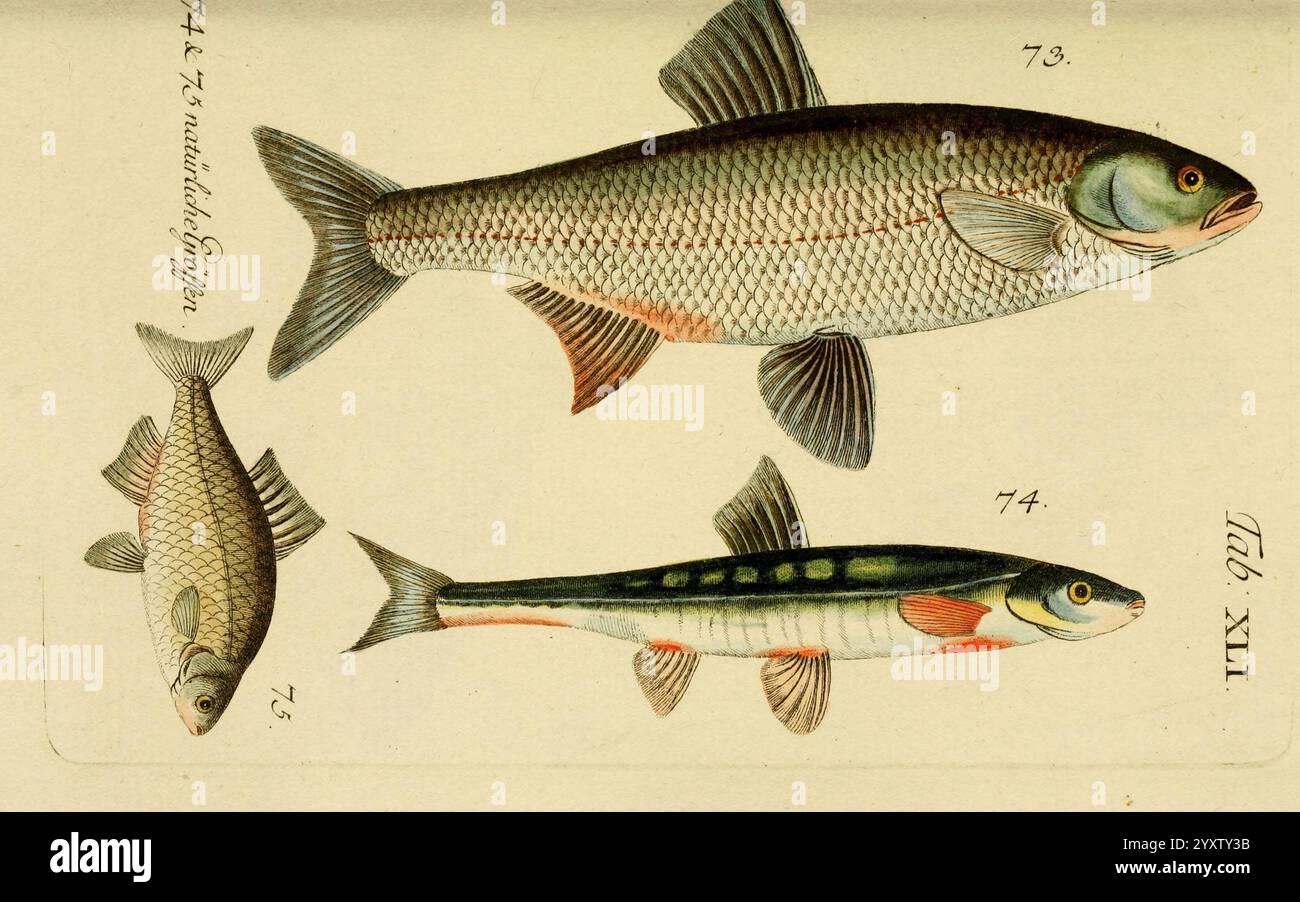 Slender fish depicted hi-res stock photography and images - Alamy