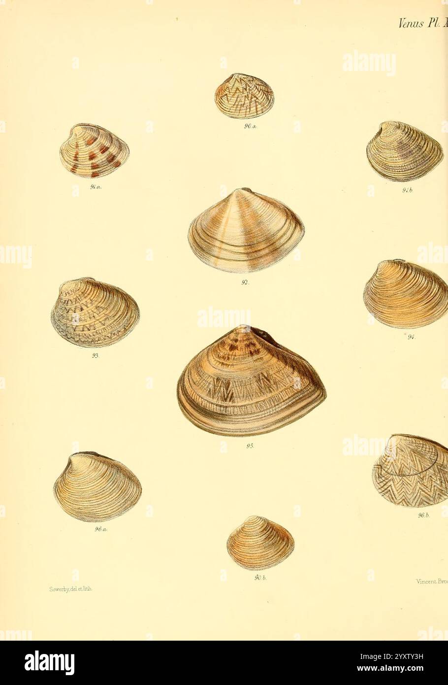 Featuring detailed geometric designs hi-res stock photography and ...