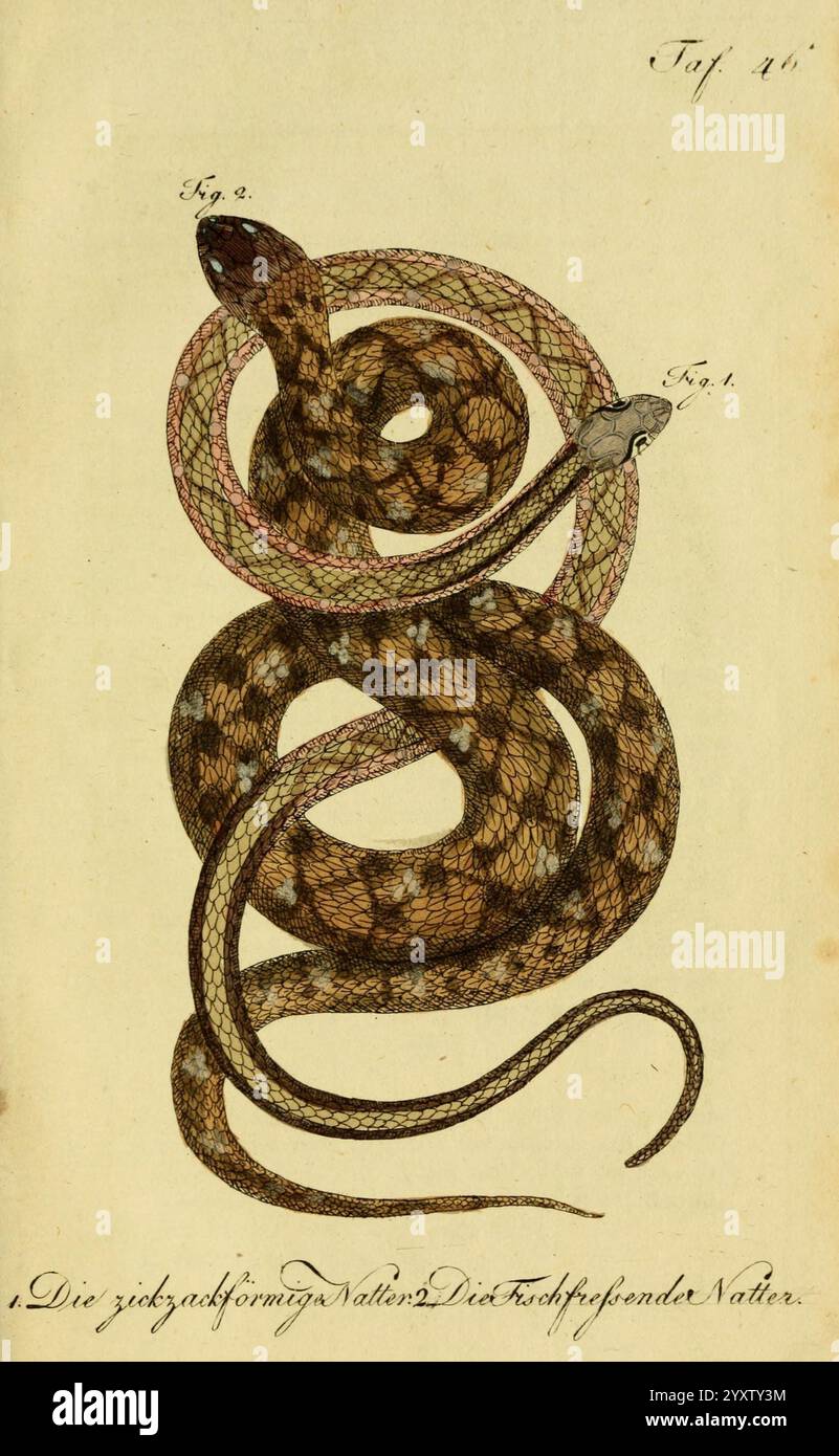 Oval shaped markings hi-res stock photography and images - Alamy