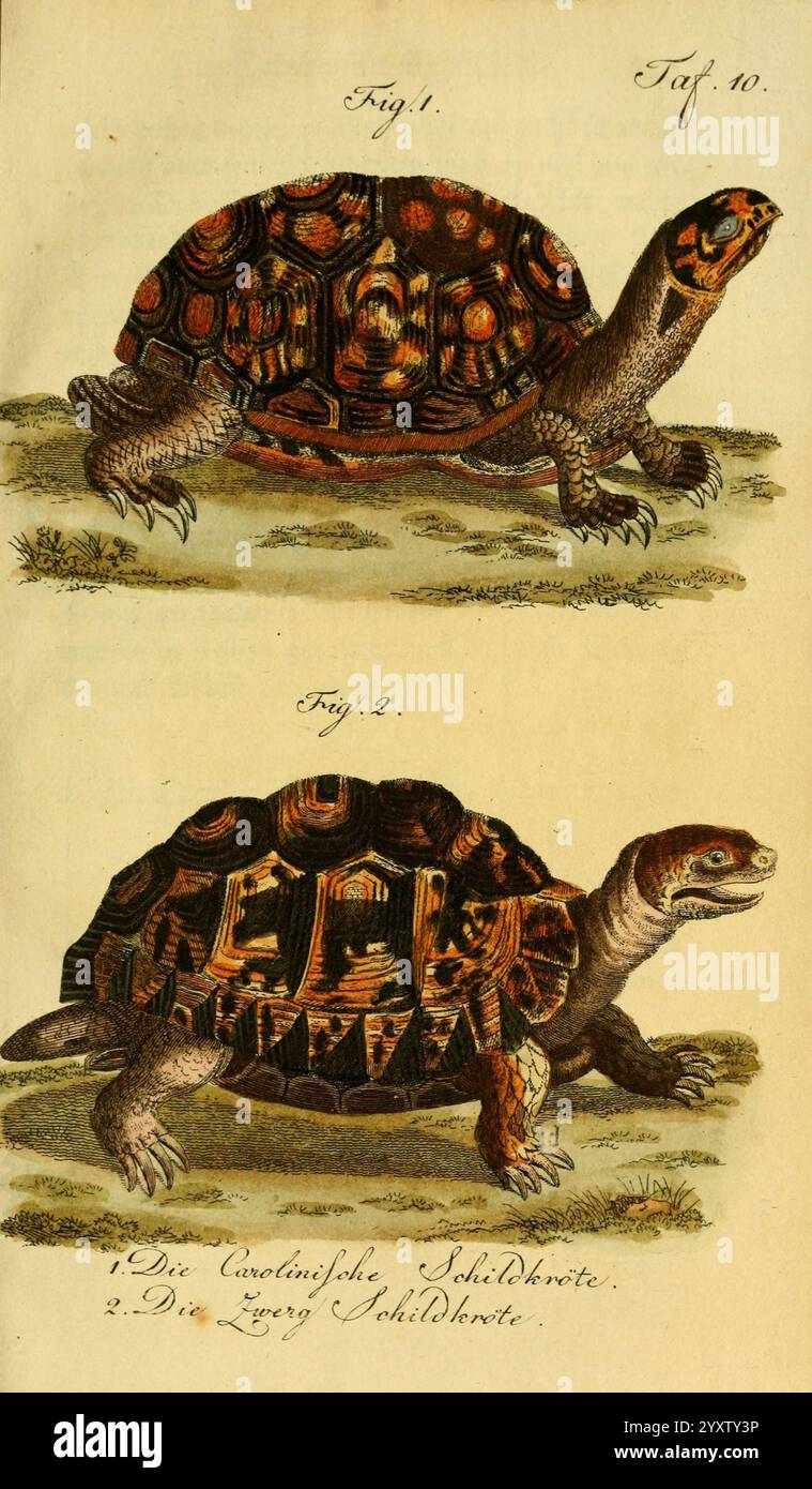 Two distinct tortoise species hi-res stock photography and images - Alamy