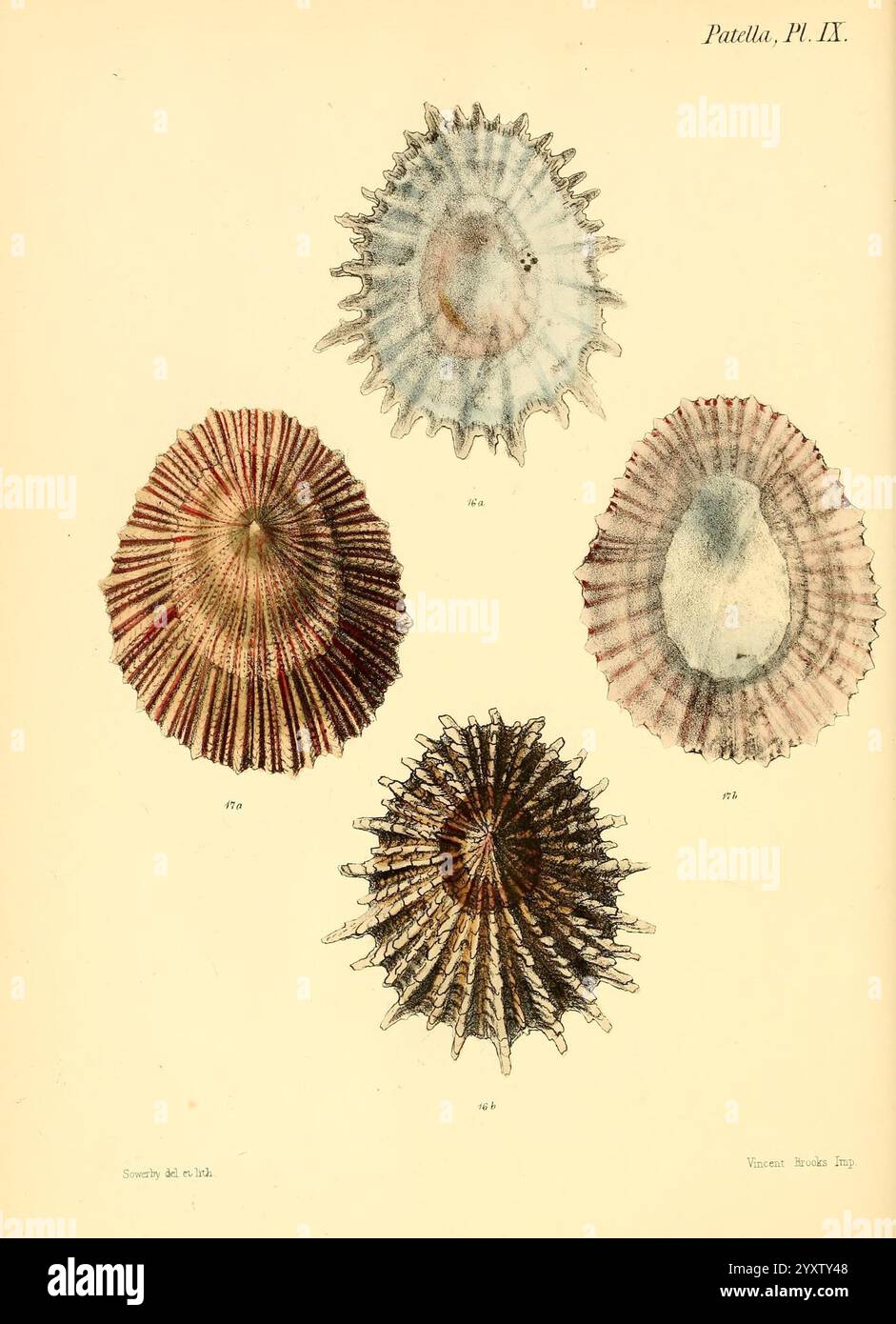 Bottom right shell features hi-res stock photography and images - Alamy