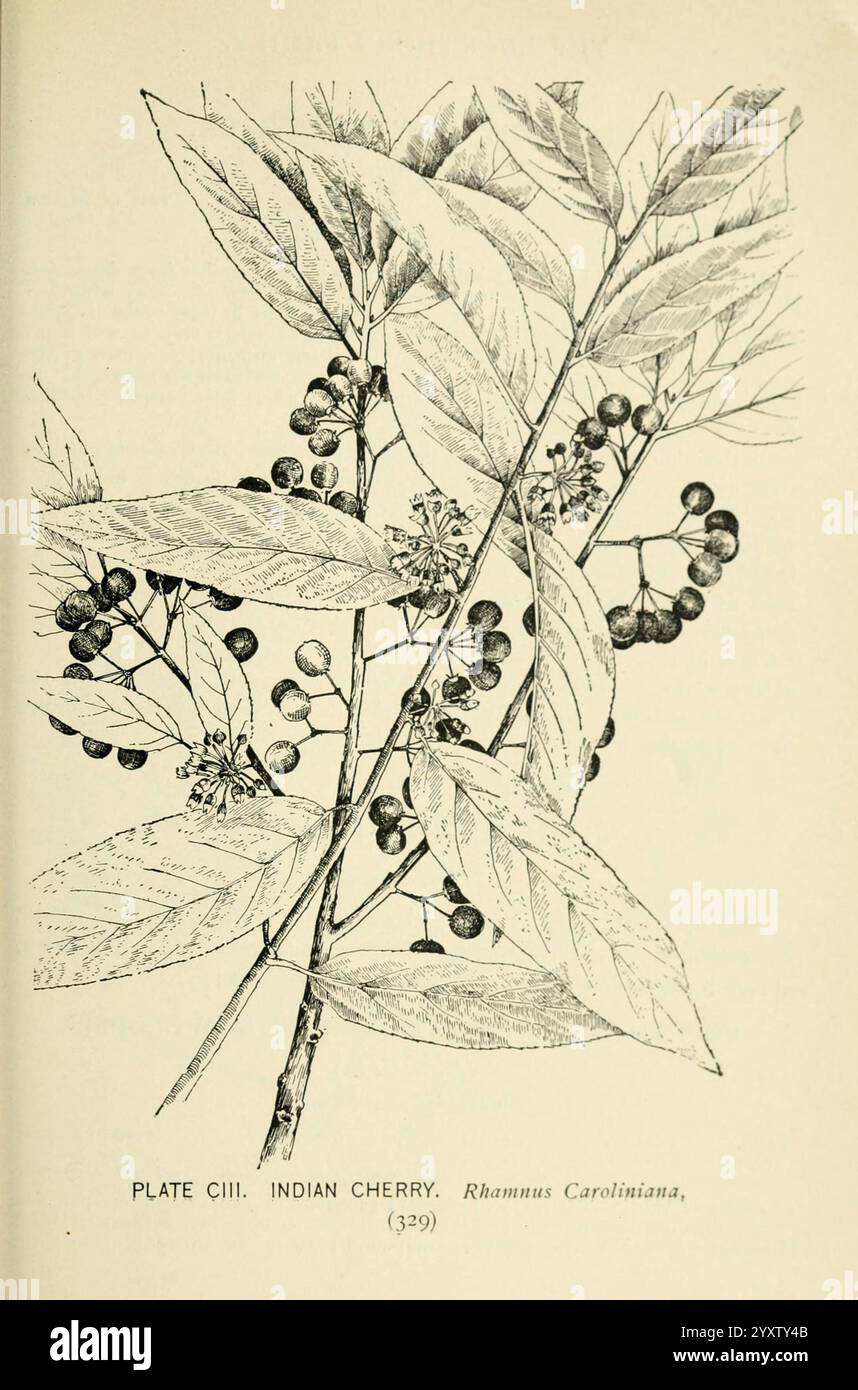 Species rhamnus caroliniana hi-res stock photography and images - Alamy
