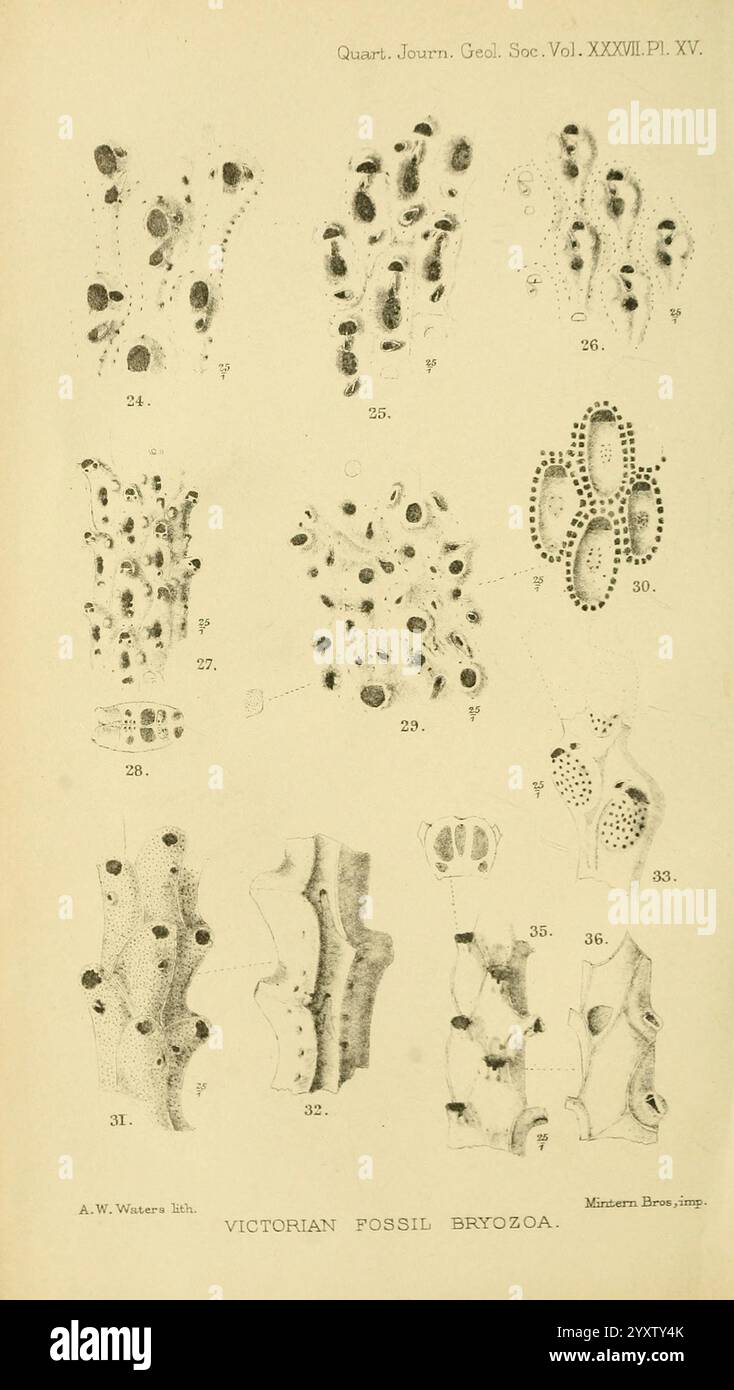 The Quarterly Journal of the Geological Society of London, v. 37 (1881 ...
