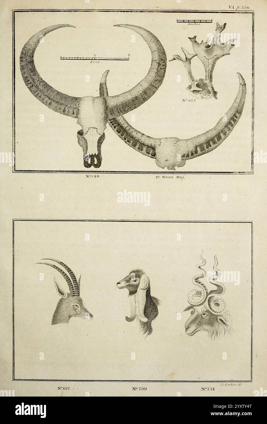 Illustrates different species hi-res stock photography and images - Alamy