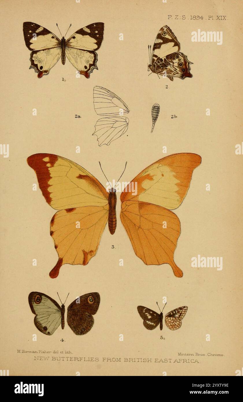 Proceedings of the Zoological Society of London, London, Academic Press ...