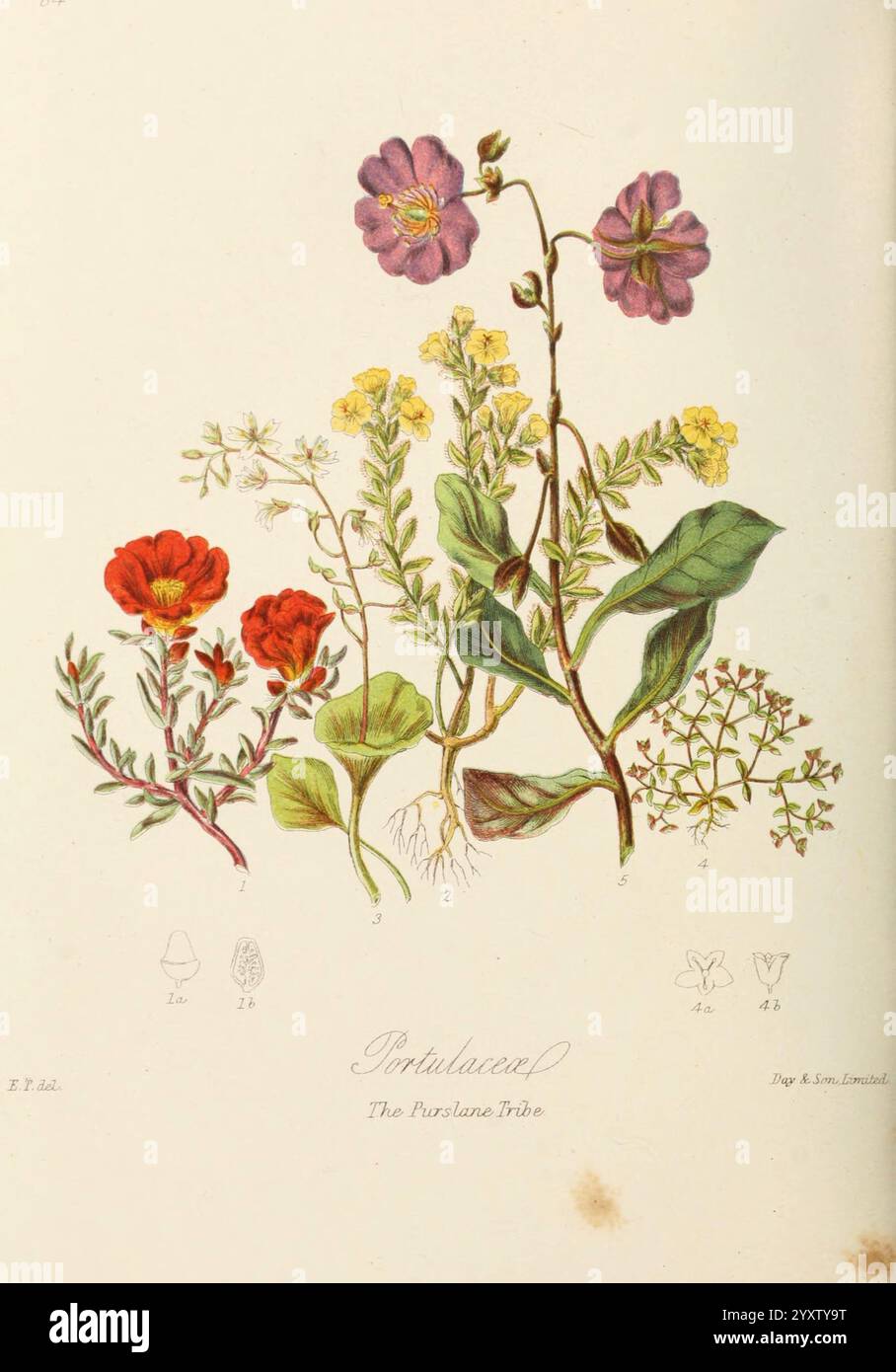 Illustrations of the Natural Orders of Plants with Groups and ...