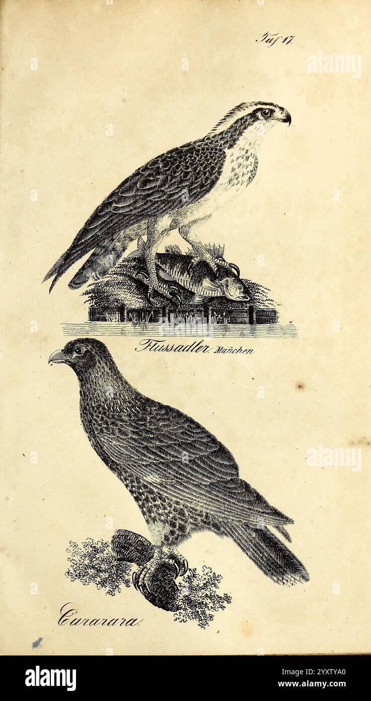 Two distinct bird species depicted hi-res stock photography and images ...