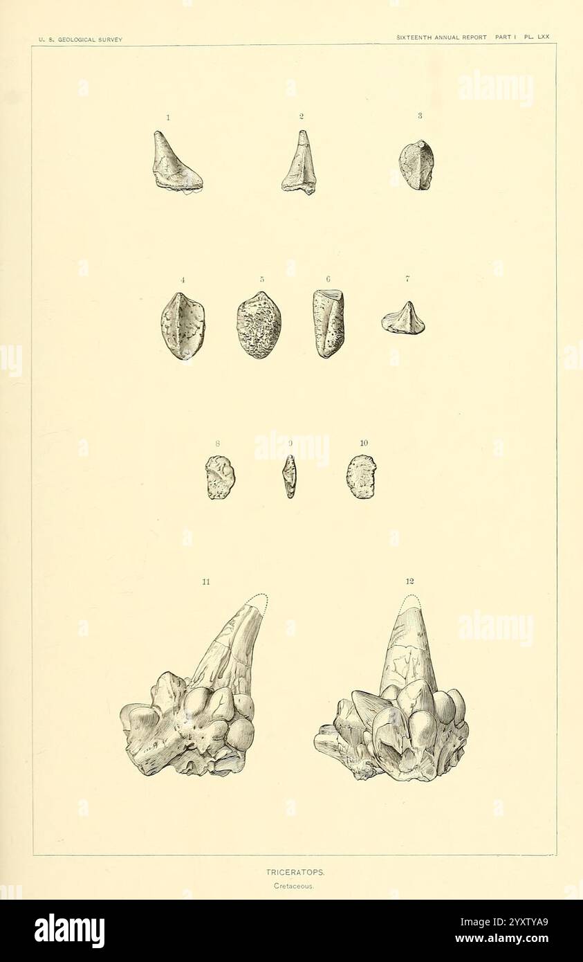 The dinosaurs of North America, Washington, Govt. Print, 1896 ...